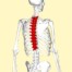 Thoracic | Mid Back Pain Testing & Diagnostics | Medial Branch Blocks MBB